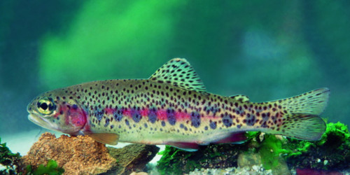 Puiet Păstrav | Pastrăvărie Arcani Gorj | Păstrăvările .Ro