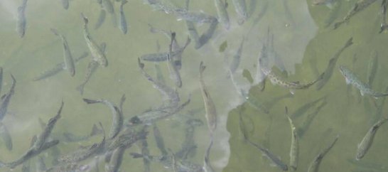 Puiet pastrav curcubeu | Pastrăvărie Arcani Gorj | Păstrăvările .Ro