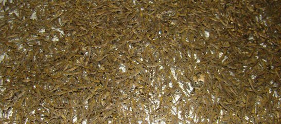 Puiet pastrav indigen | Pastrăvărie Arcani Gorj | Păstrăvările .Ro